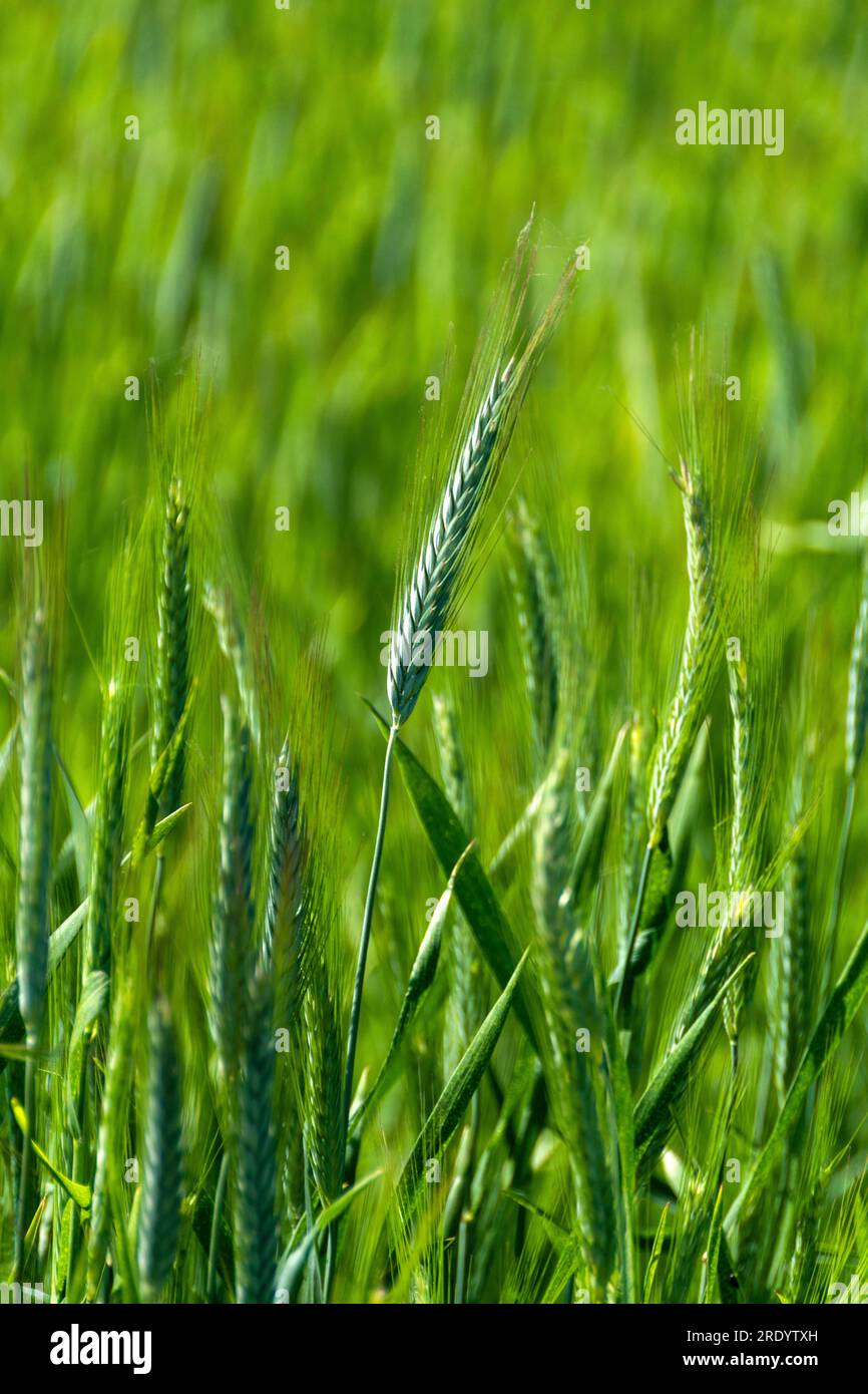 Hodeum vulgare hi-res stock photography and images - Alamy