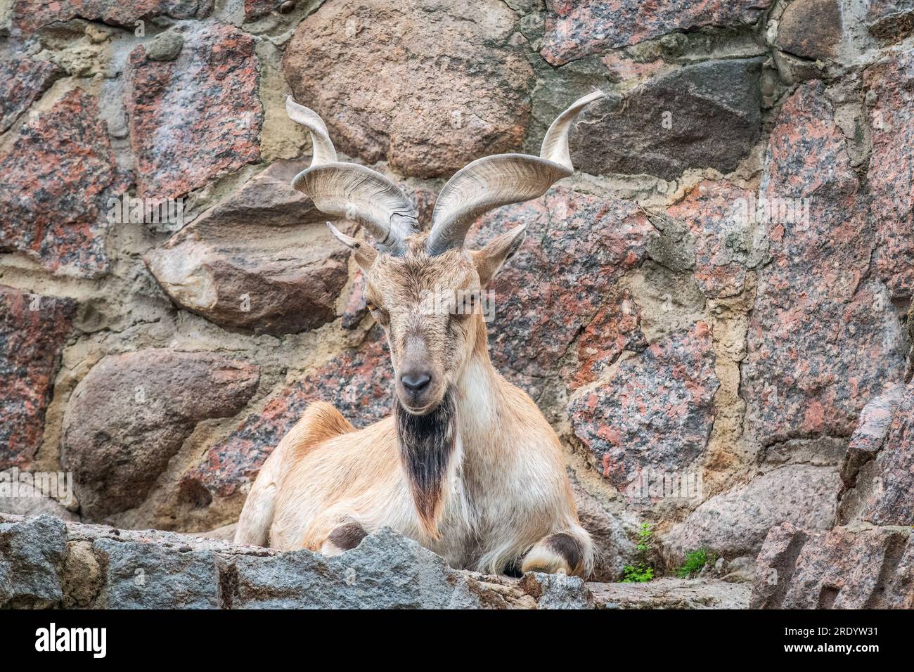Close-up portrait of Markhor, Capra falconeri, wild goat native to ...