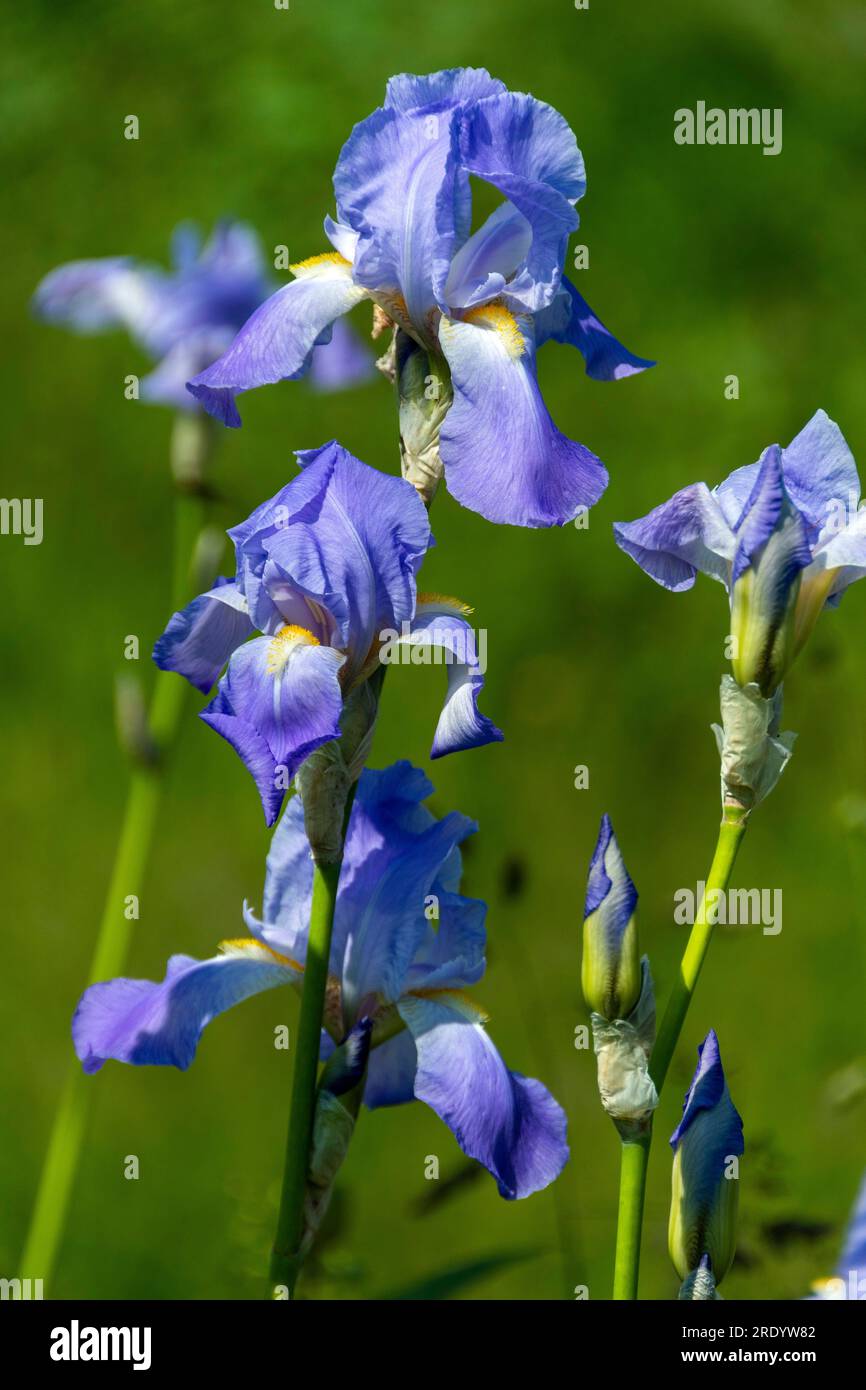 Iris, light blue blooms, France, Europe Stock Photo - Alamy