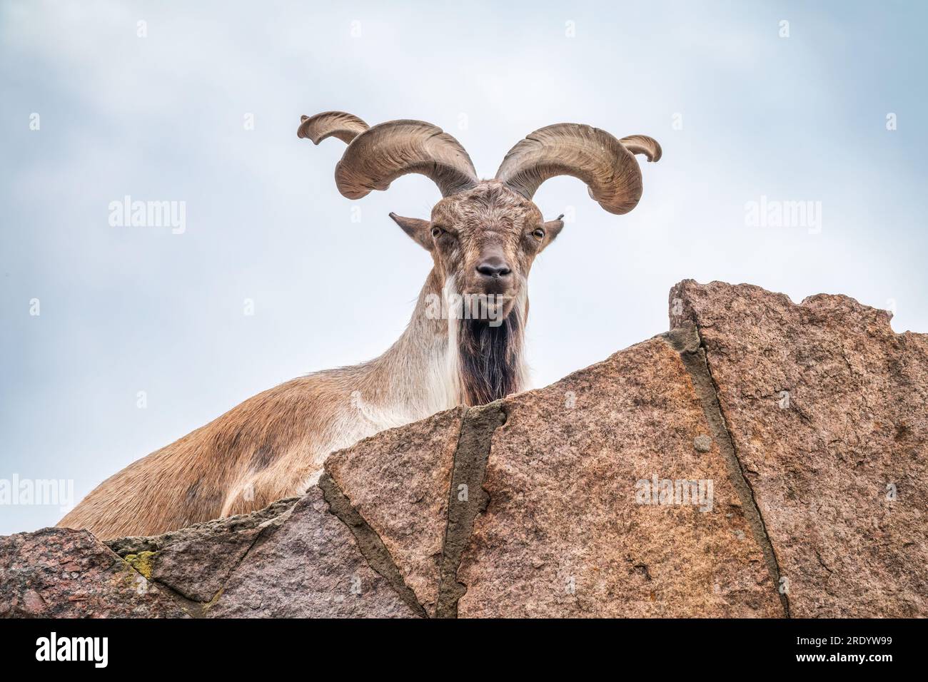 Close-up portrait of Markhor, Capra falconeri, wild goat native to ...