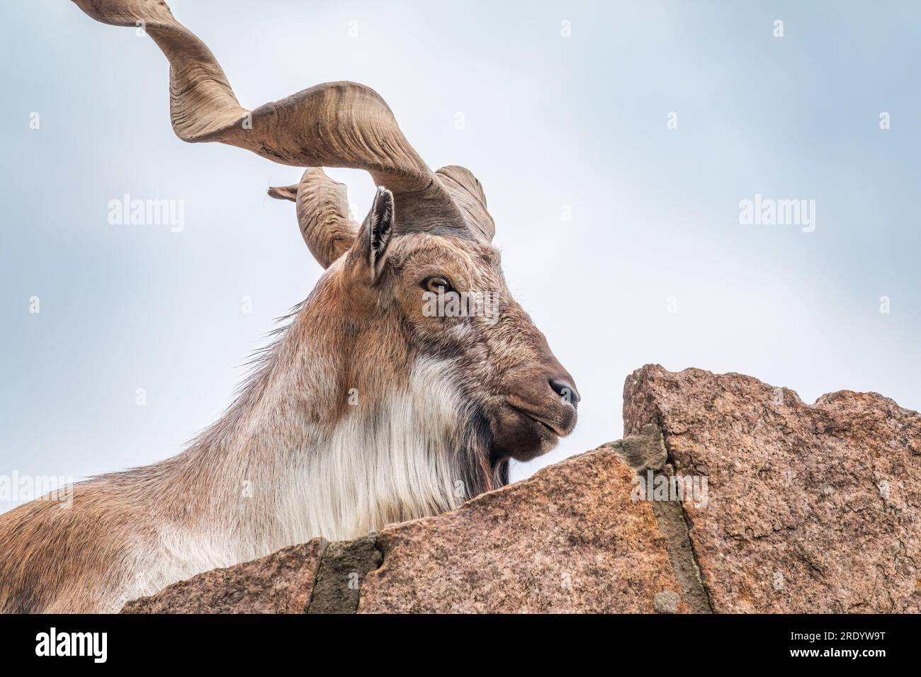 Close-up portrait of Markhor, Capra falconeri, wild goat native to ...