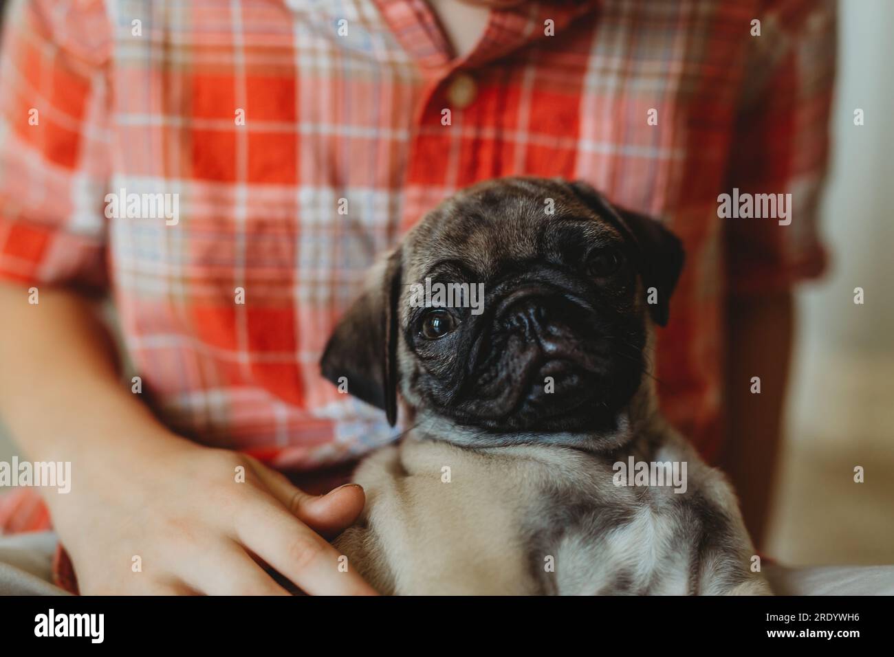 Tired pug hi-res stock photography and images - Alamy
