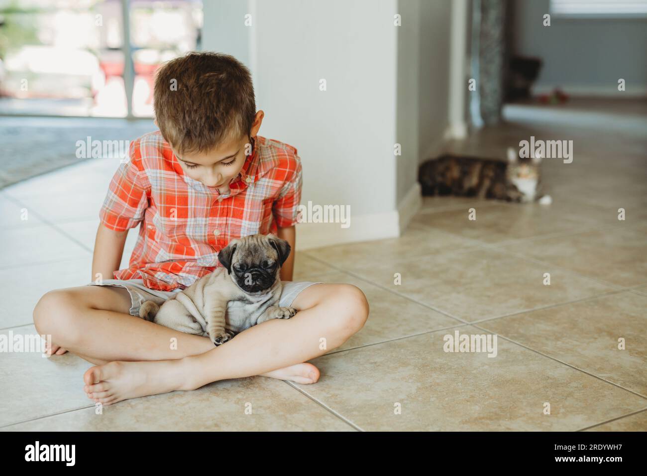 New pet hi-res stock photography and images - Alamy