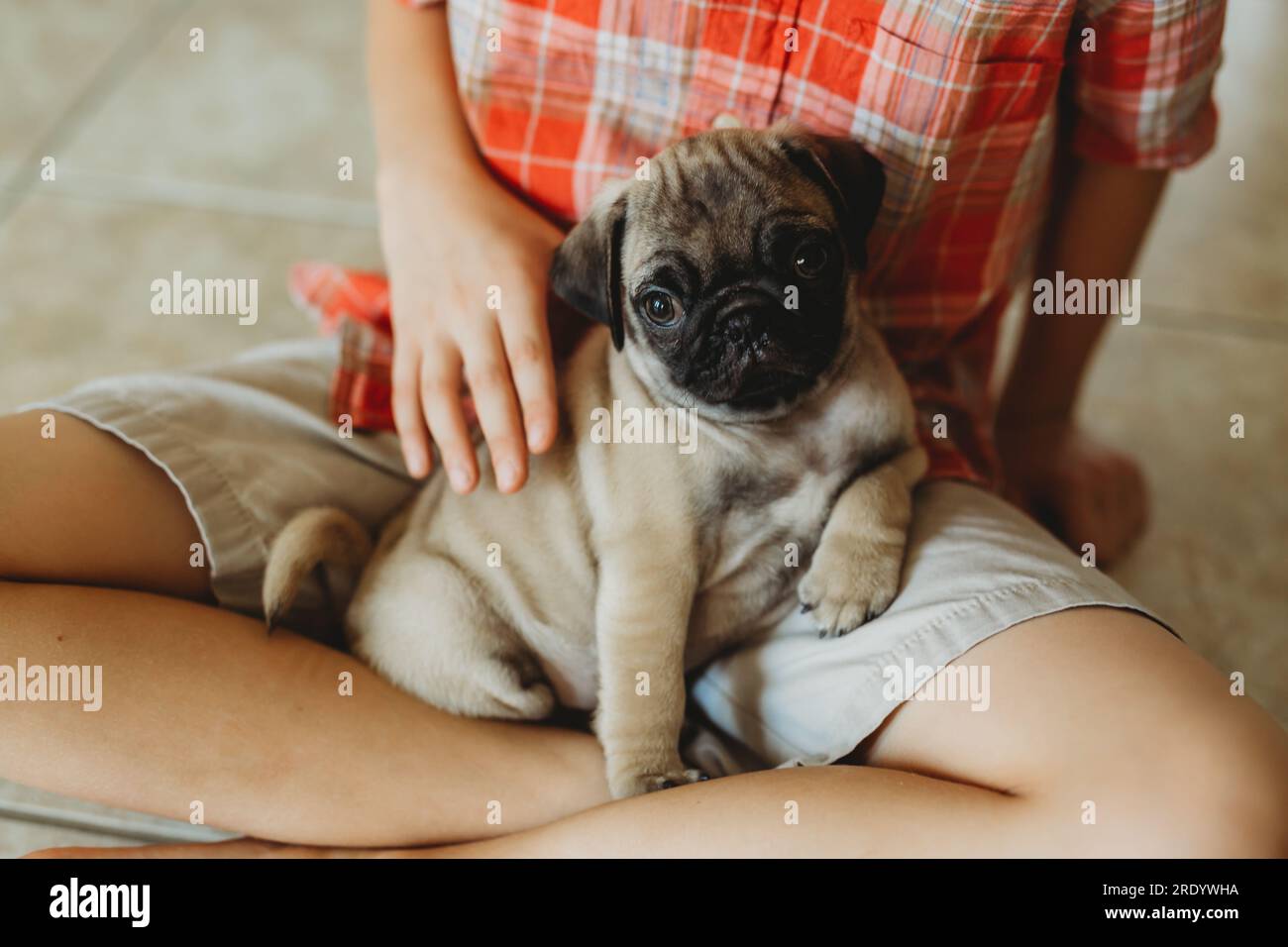 Tired pug hi-res stock photography and images - Alamy