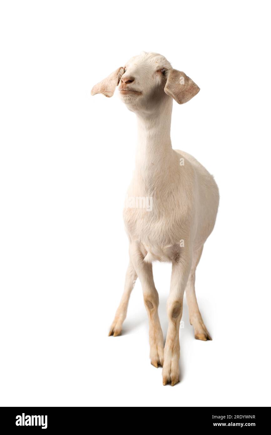 Studio portrait of a mixed-breed goat on a white background Stock Photo ...