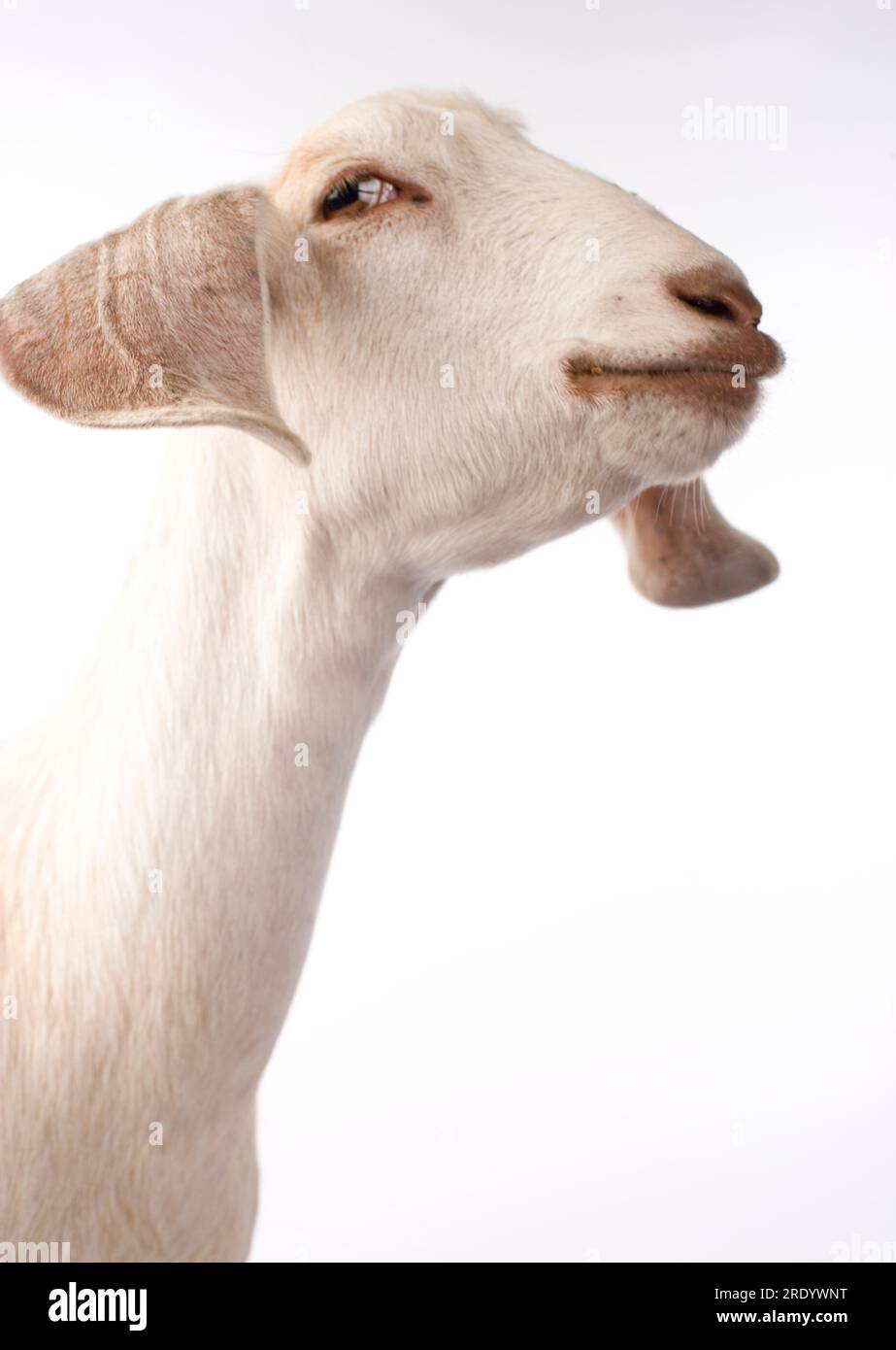 Studio portrait of a mixed-breed goat on a white background Stock Photo ...