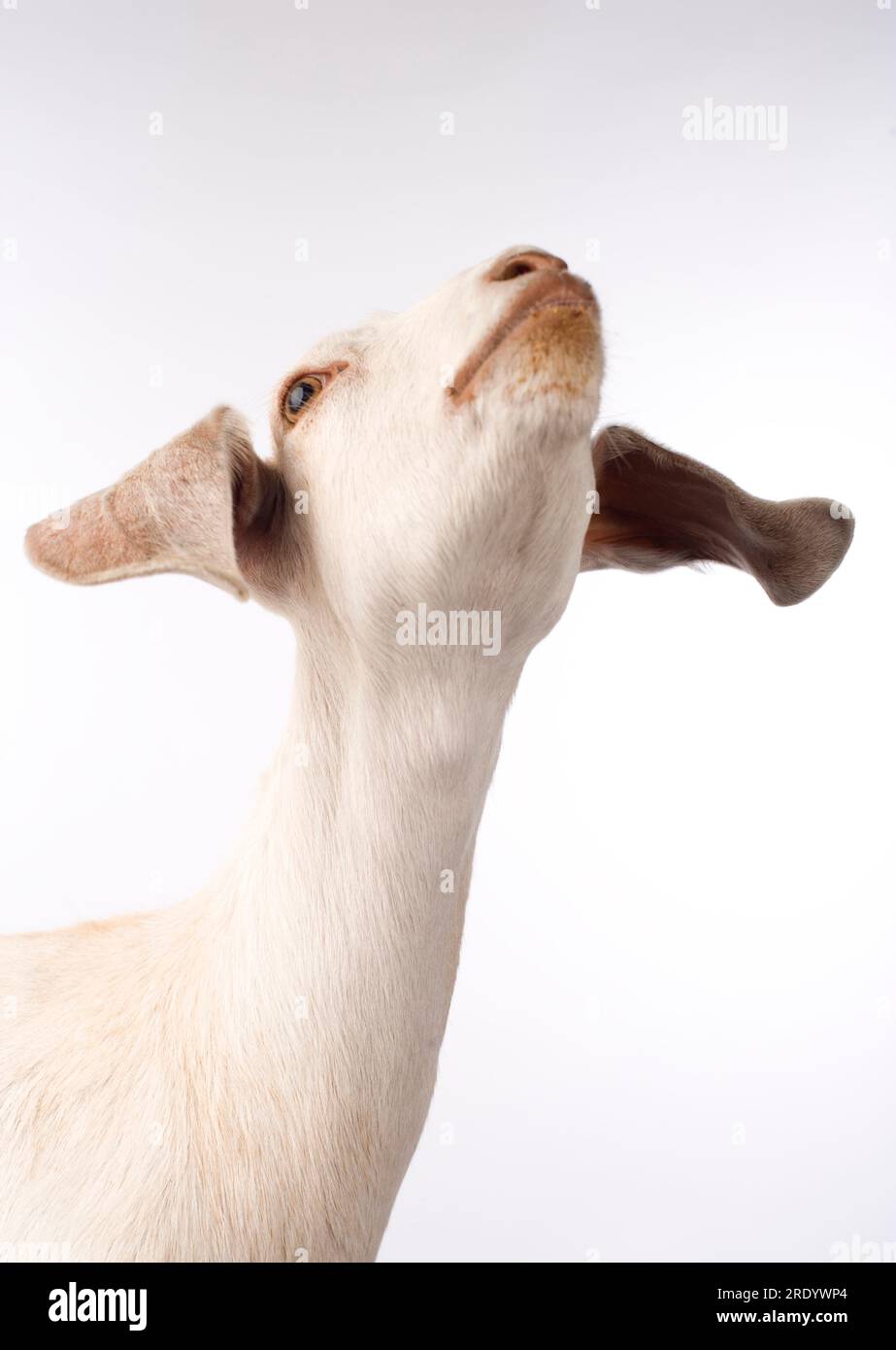 Studio portrait of a mixed-breed goat on a white background Stock Photo ...