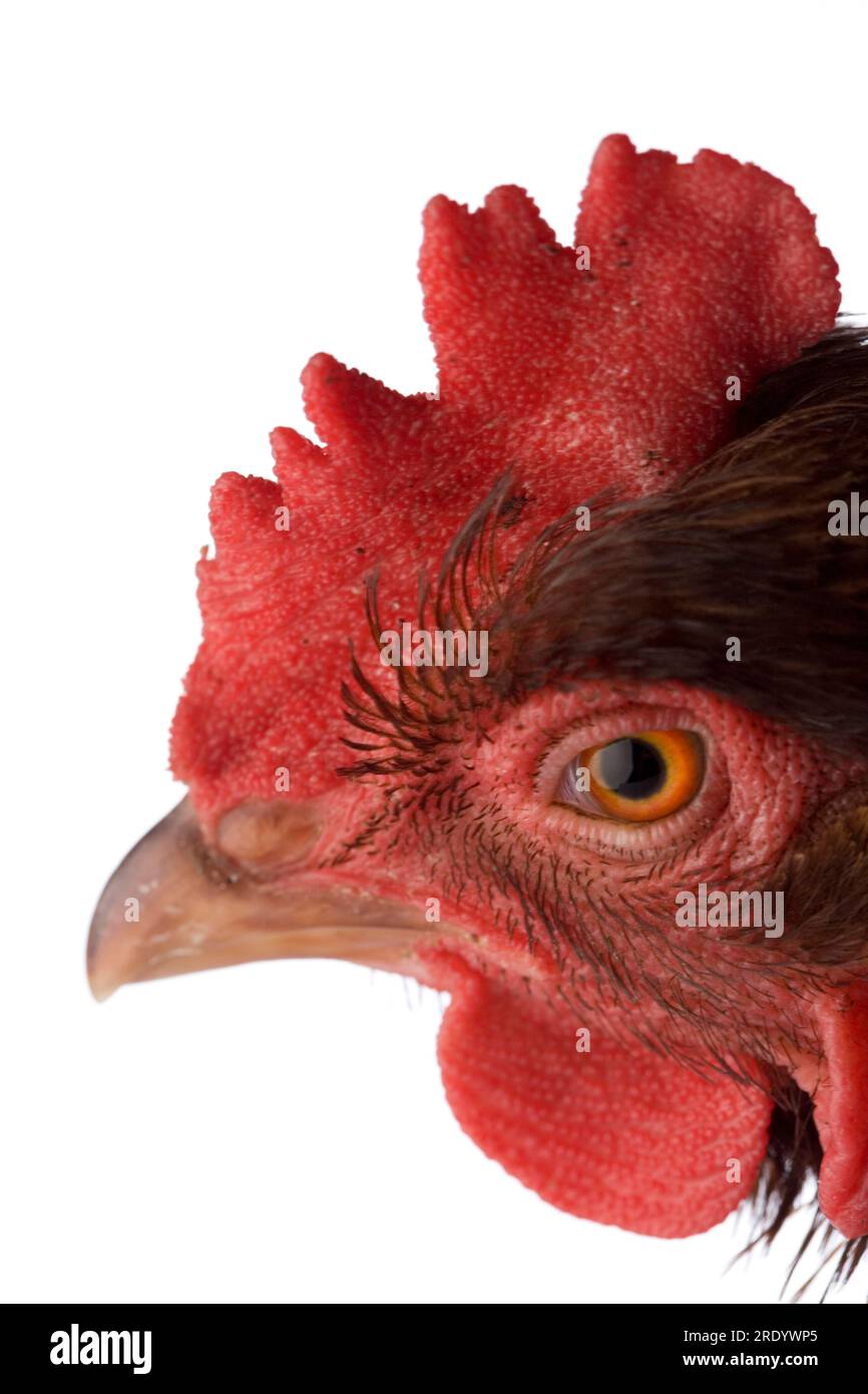Studio portrait of a Rhode Island Red chicken on a white background ...