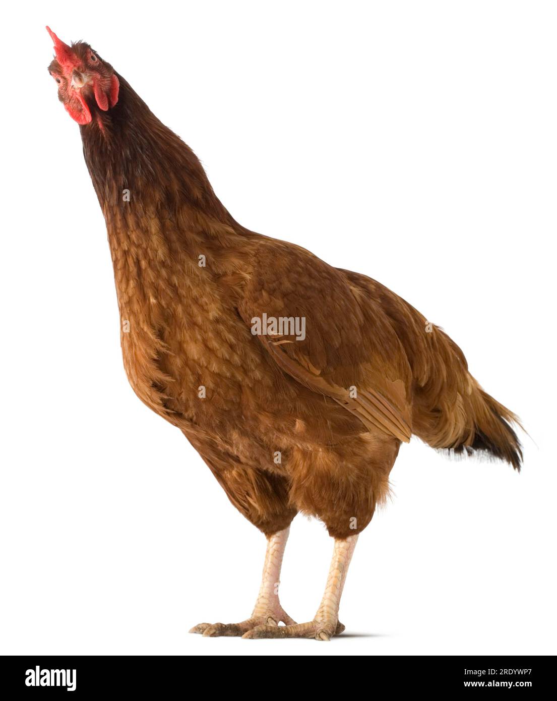 Studio portrait of a Rhode Island Red chicken on a white background ...