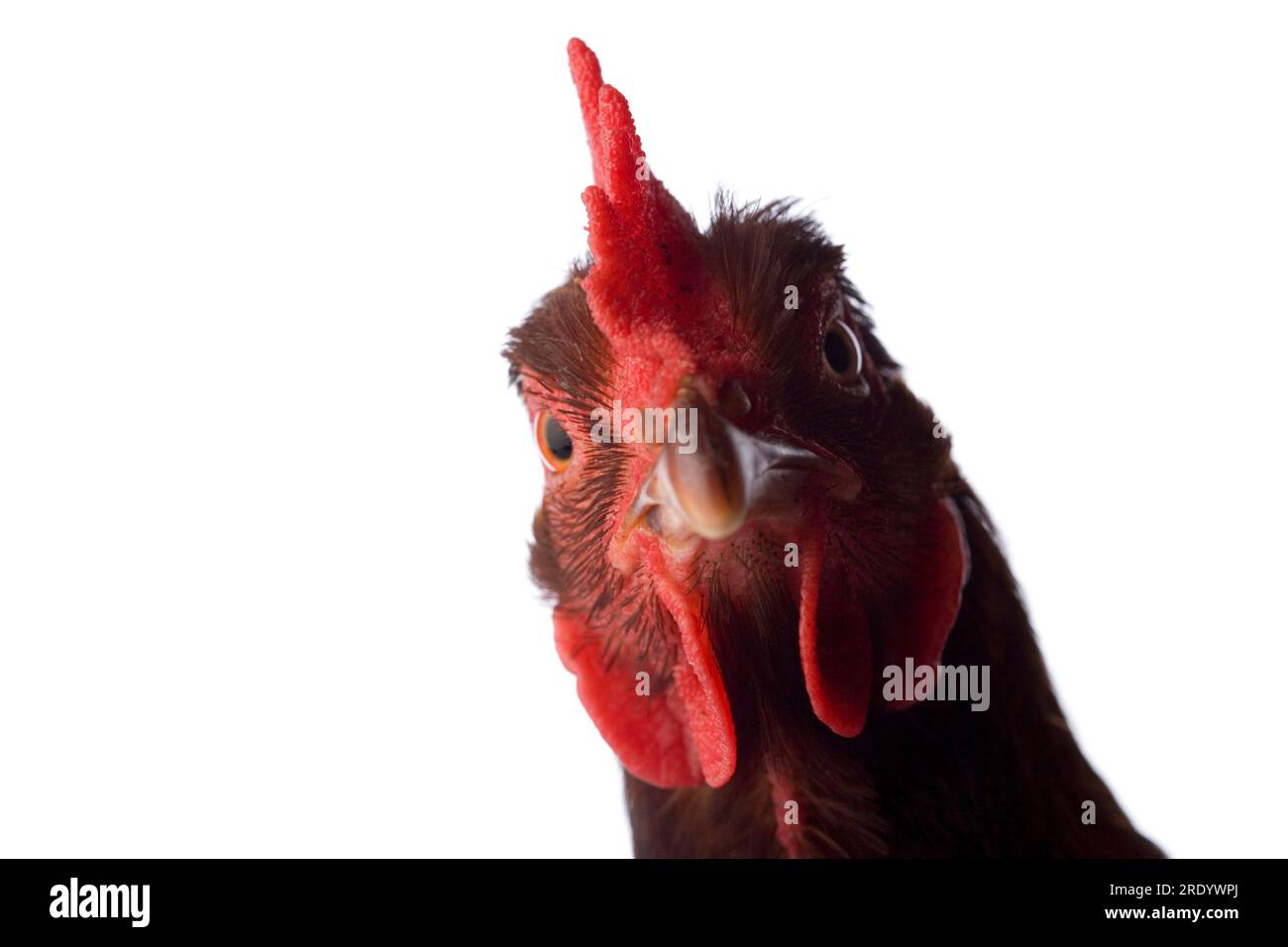 Studio portrait of a Rhode Island Red chicken on a white background ...