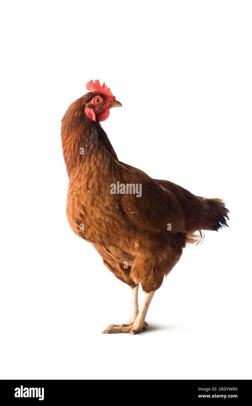 Rhode island red chicken studio hi-res stock photography and images - Alamy
