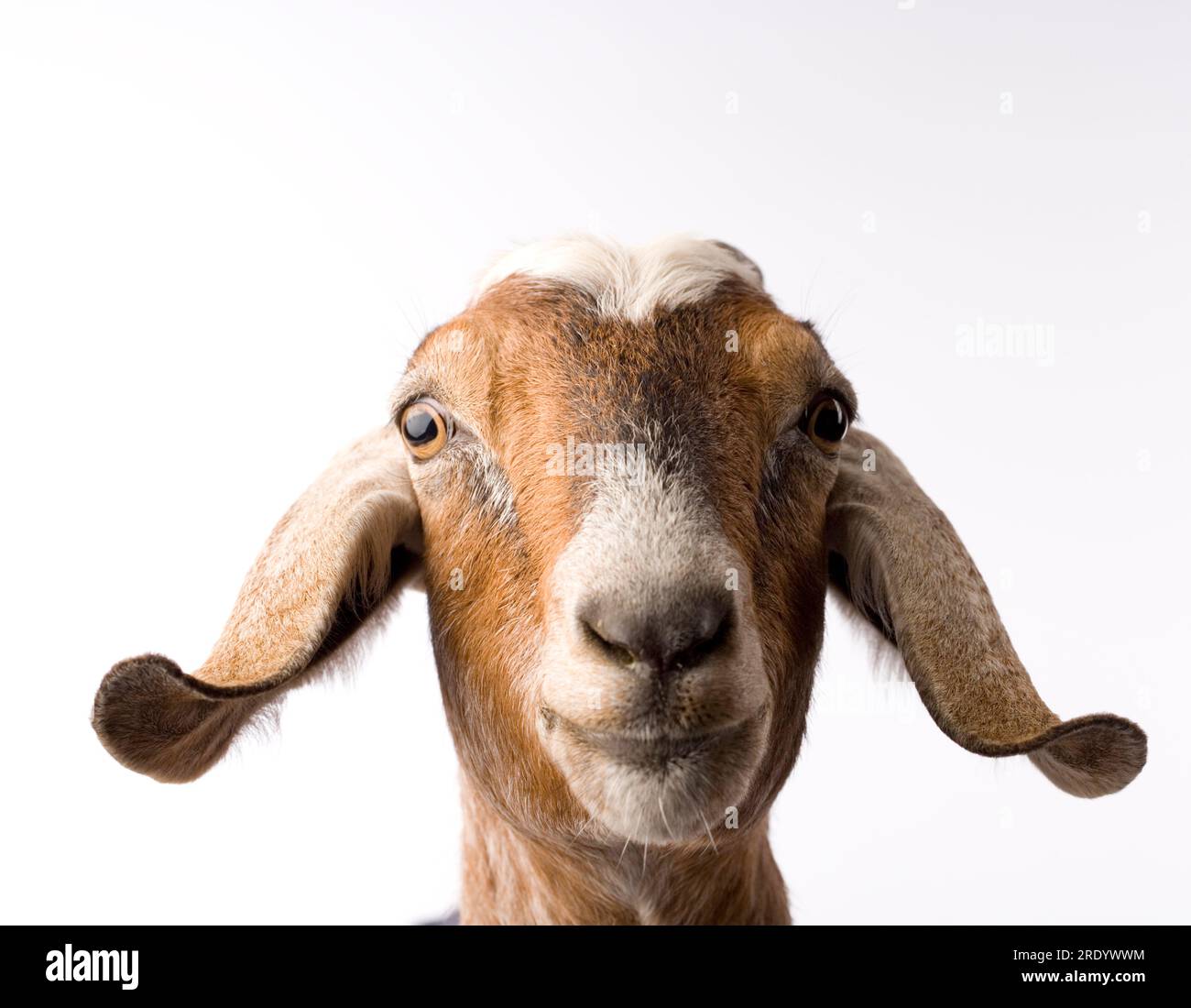 Studio portrait of a mixed-breed goat on a white background Stock Photo ...