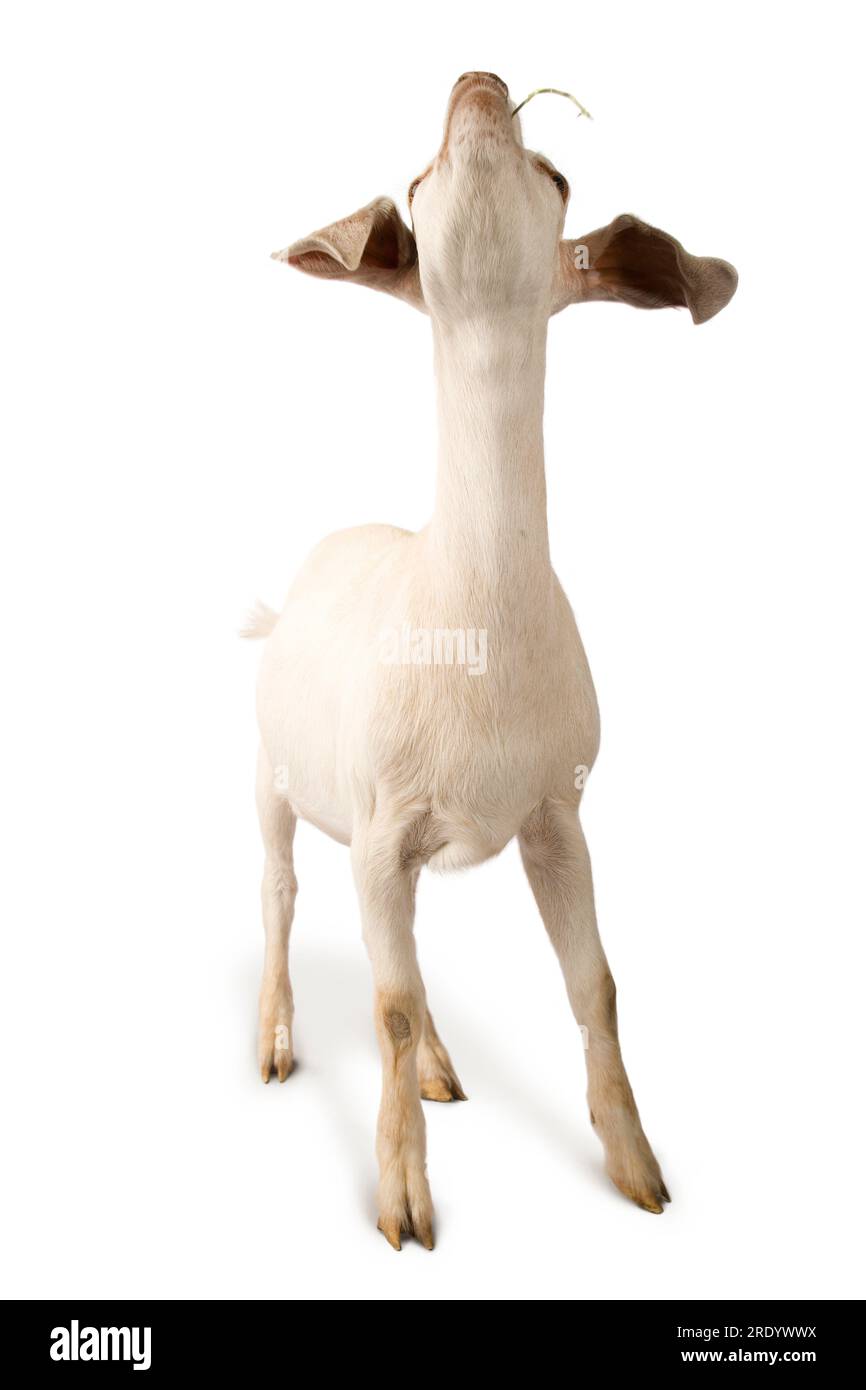 Studio portrait of a mixed-breed goat on a white background Stock Photo ...