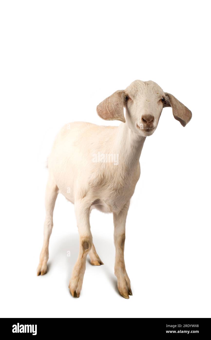 Studio portrait of a mixed-breed goat on a white background Stock Photo ...