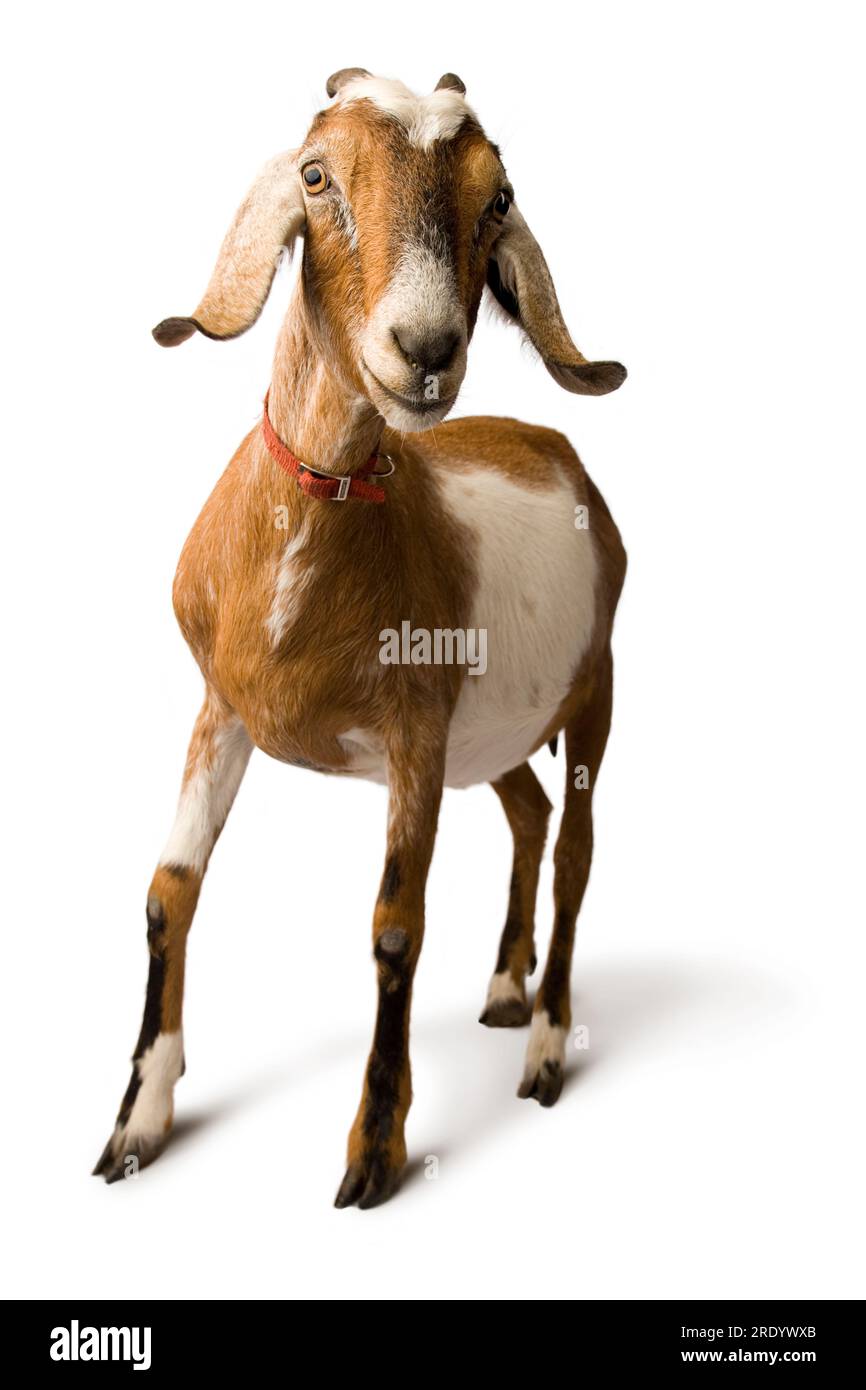 Studio portrait of a mixed-breed goat on a white background Stock Photo ...