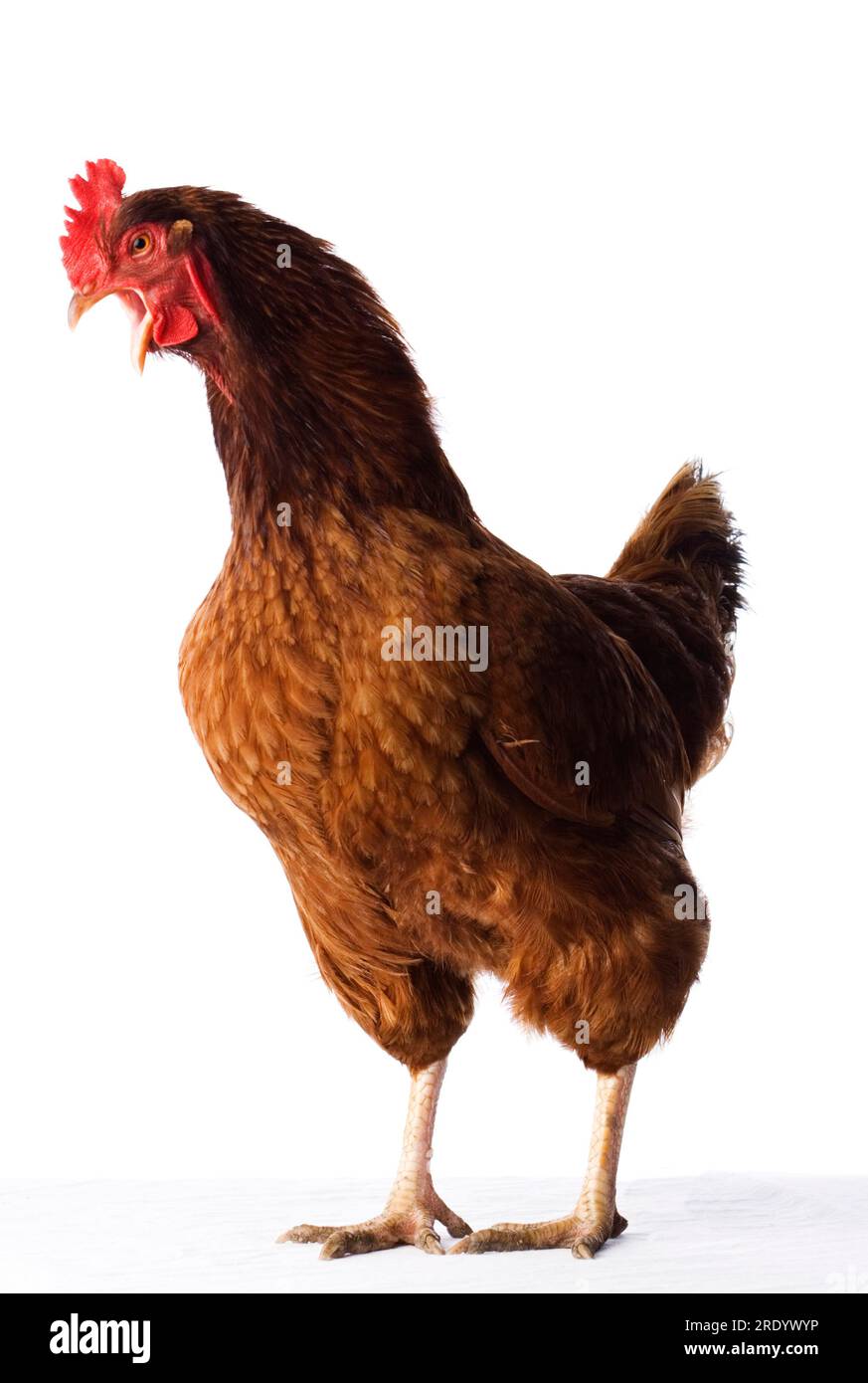 Studio portrait of a Rhode Island Red chicken on a white background ...