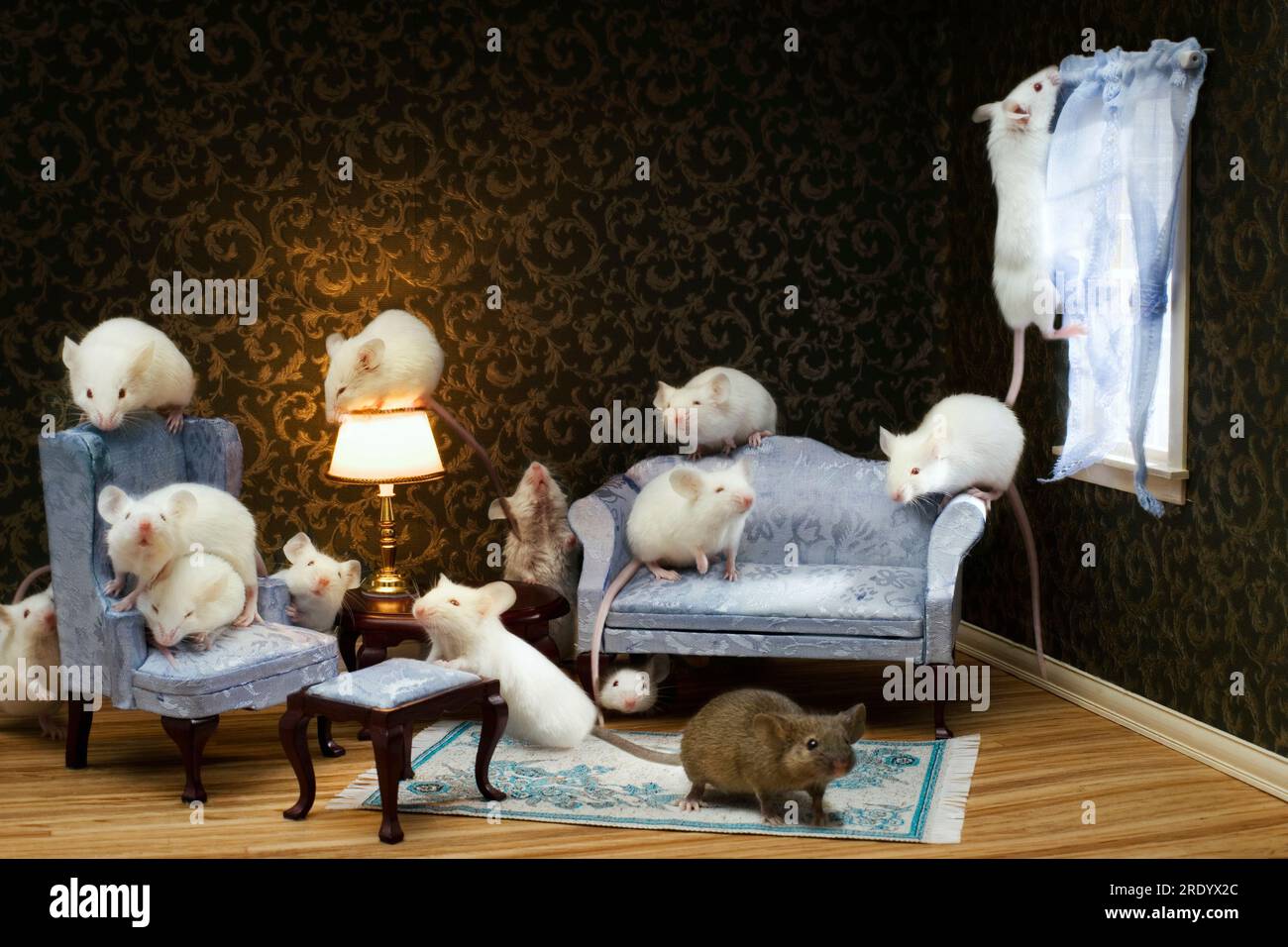 Overrun animals hi-res stock photography and images - Alamy