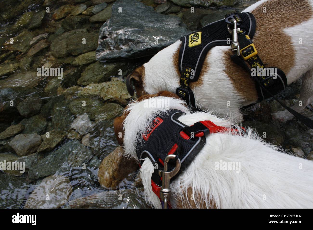 Brother and sister Jack russell Stock Photo - Alamy