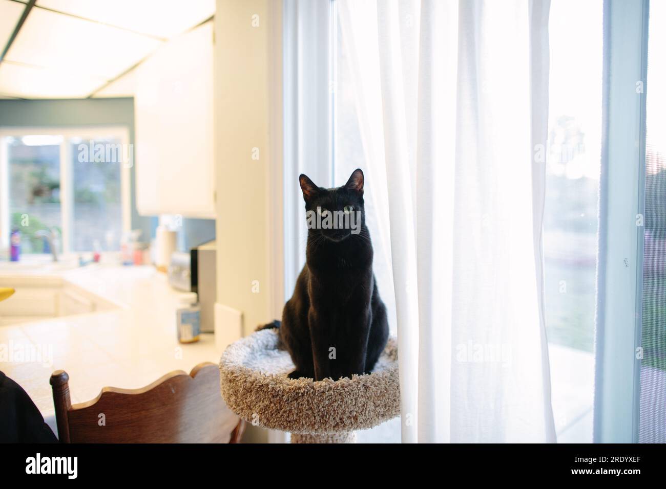 Black cat sits atop a cat tree stump looking at the camera Stock Photo ...