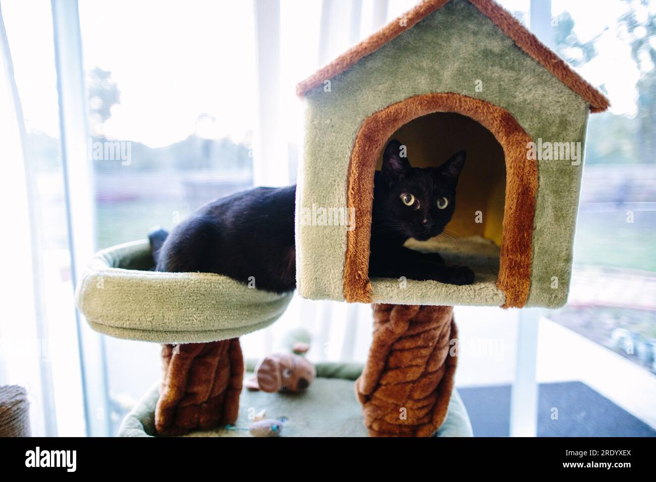 Black cat sits atop a cat tree while partially inside a cat house Stock ...