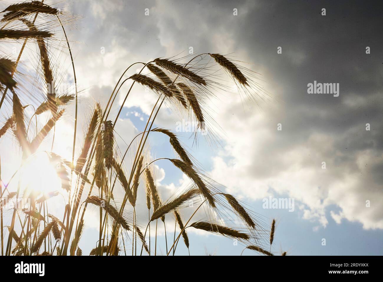 Stand of wheat hi-res stock photography and images - Alamy