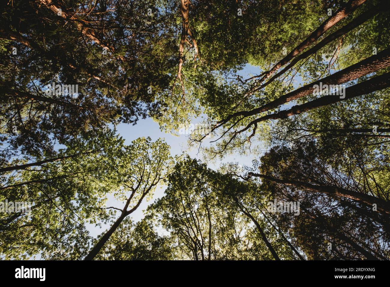 Circle of trees from below hi-res stock photography and images - Alamy