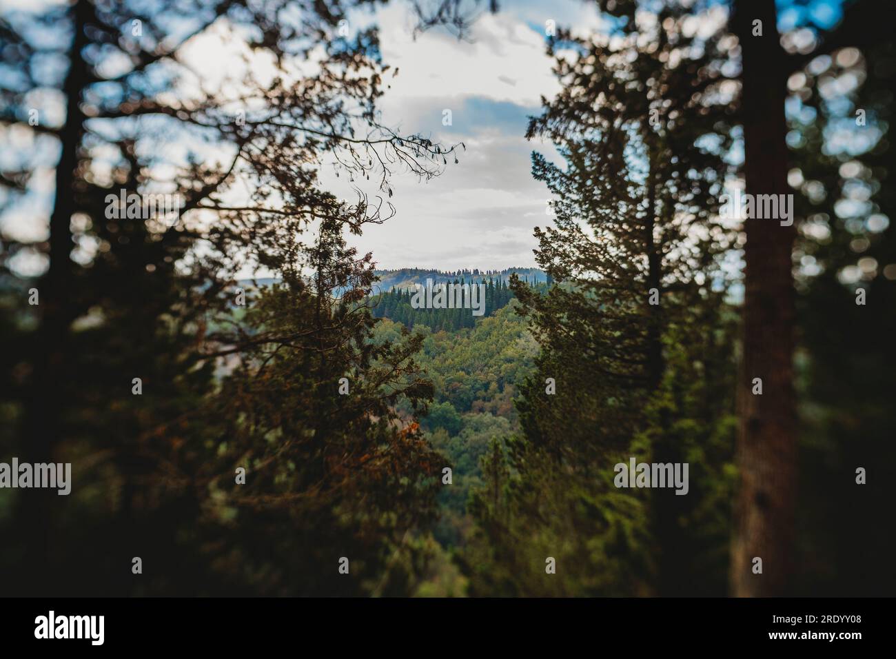 Scenic view of Cypress covered mountainside framed by trees in Tuscany ...