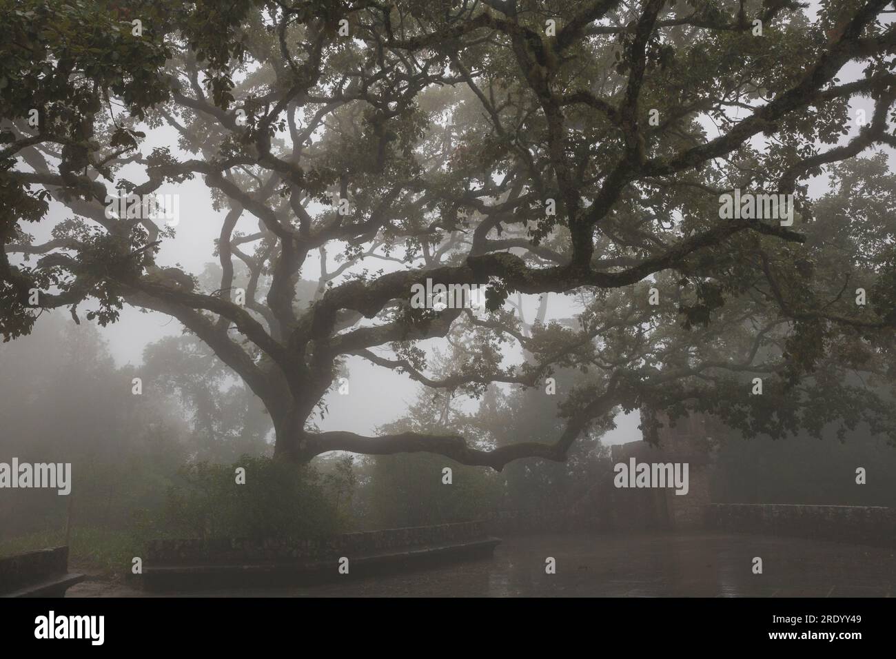 Huge historic tree hi-res stock photography and images - Alamy