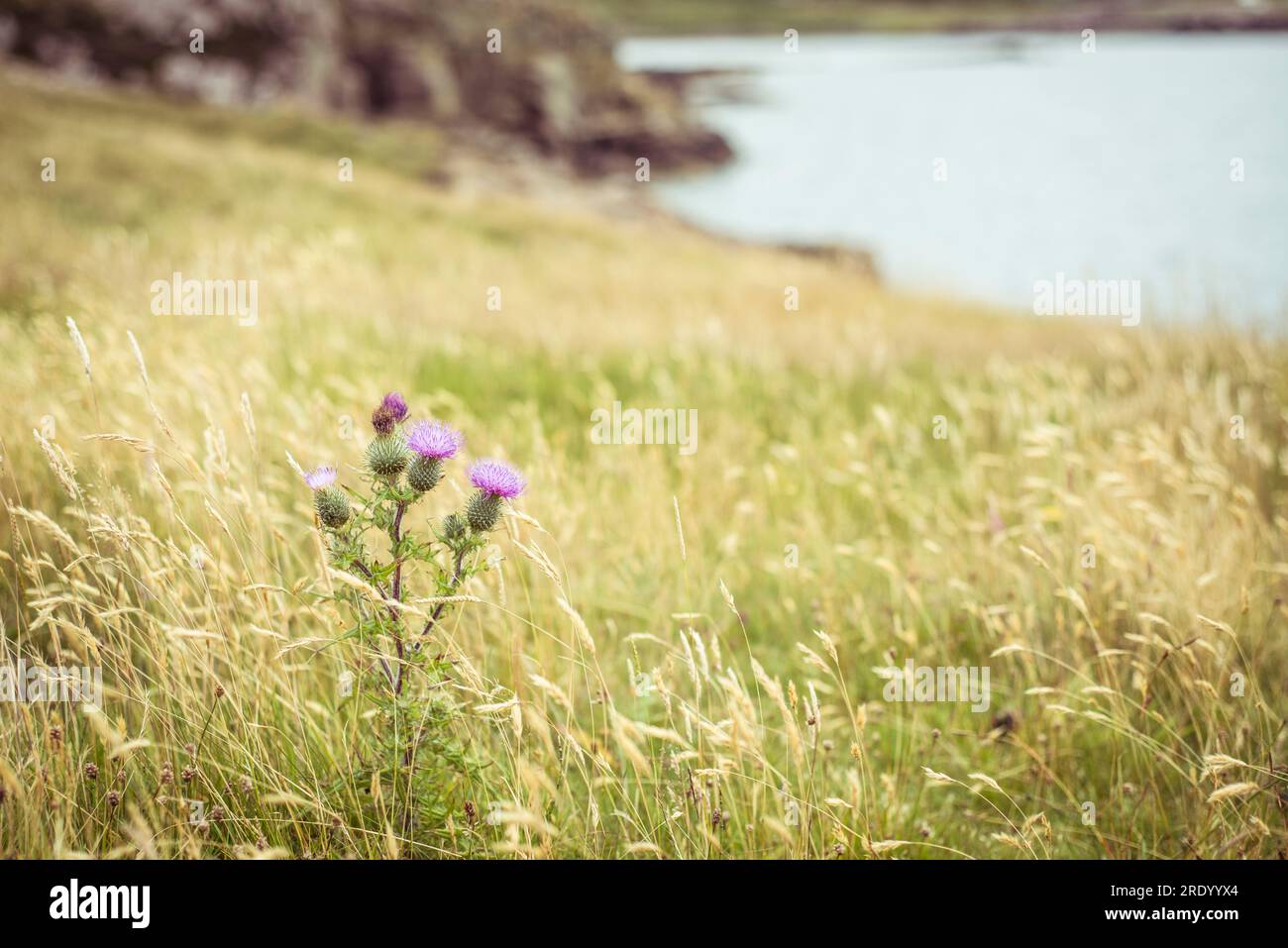 Scottish thistle highlands hi-res stock photography and images - Alamy