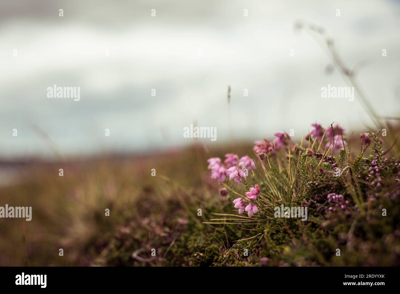 Scotland mountains flowers hi-res stock photography and images - Alamy