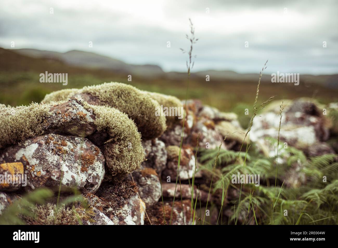 Moss covered rocks make old stone wall in Scotland Stock Photo - Alamy