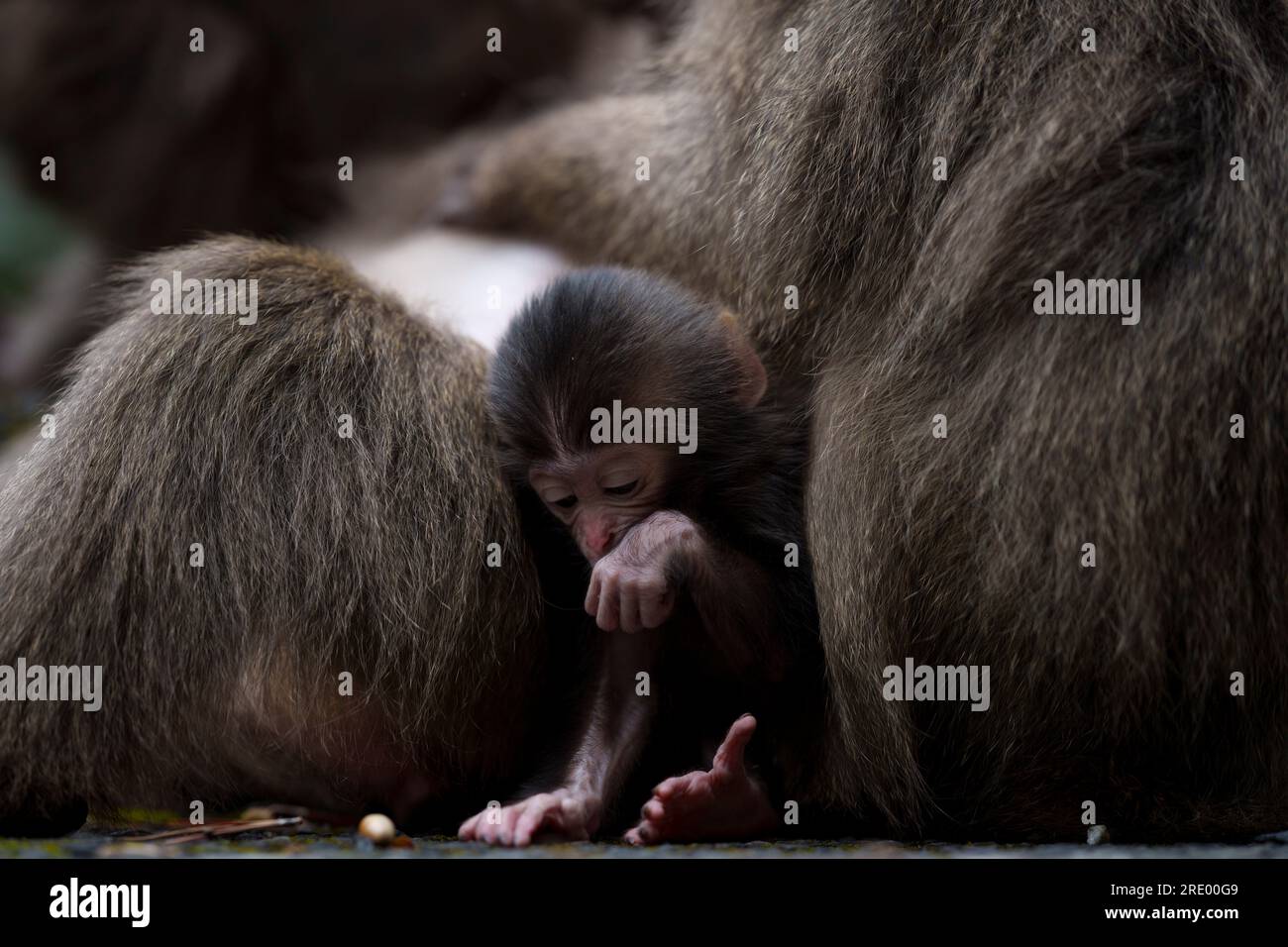 The cute baby monkey sits cosily in the warmth of its mum's body ...