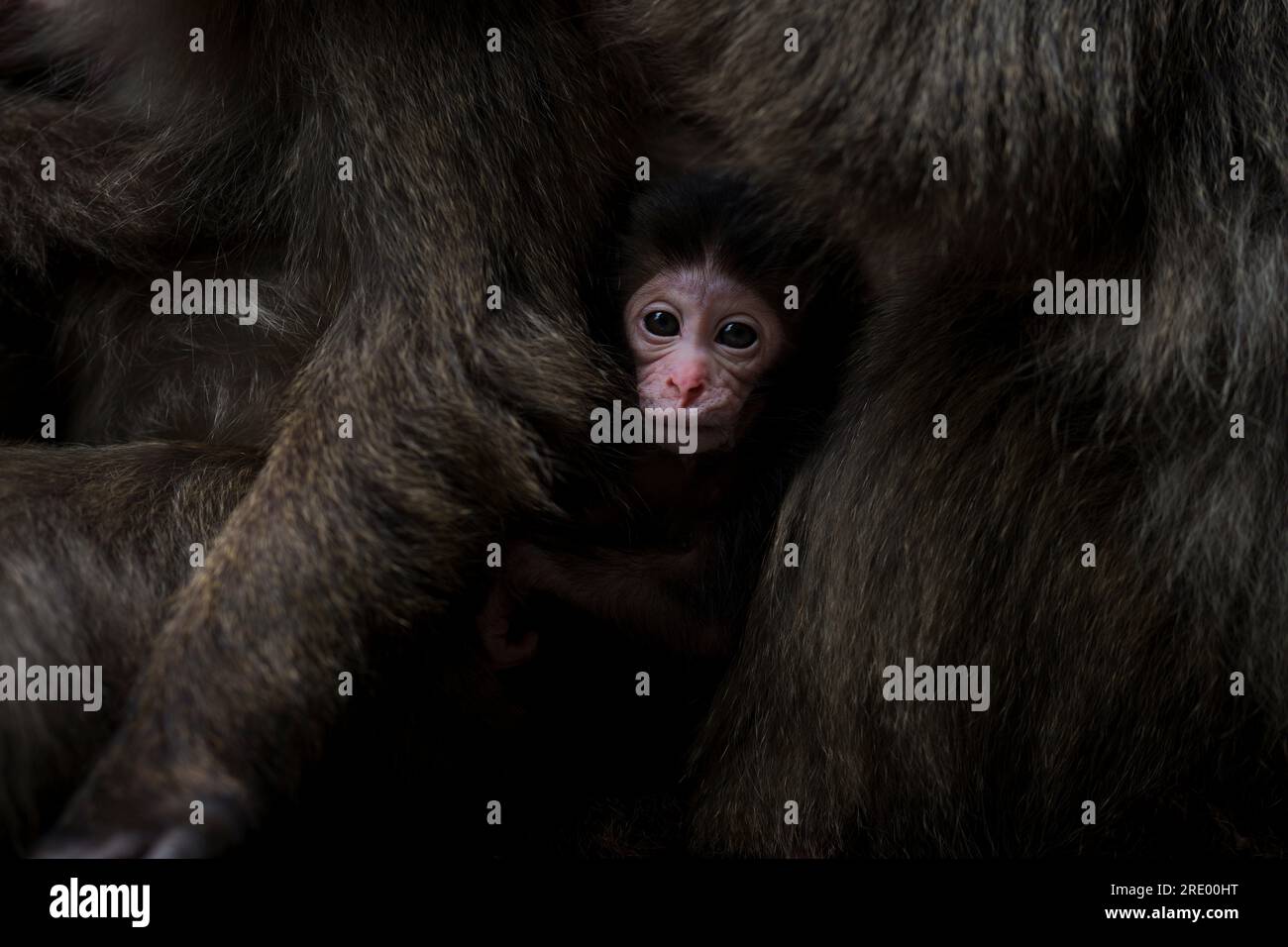 The curious baby monkey peeks out and looks like a ball of fluff ...