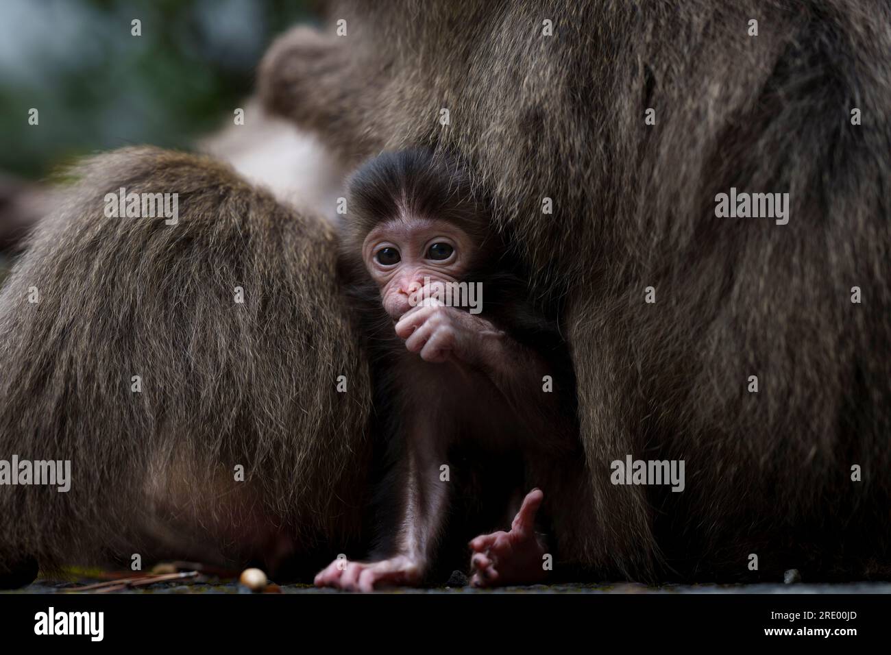 The baby monkey is no more than a few days old. Yakushima Island, Japan ...