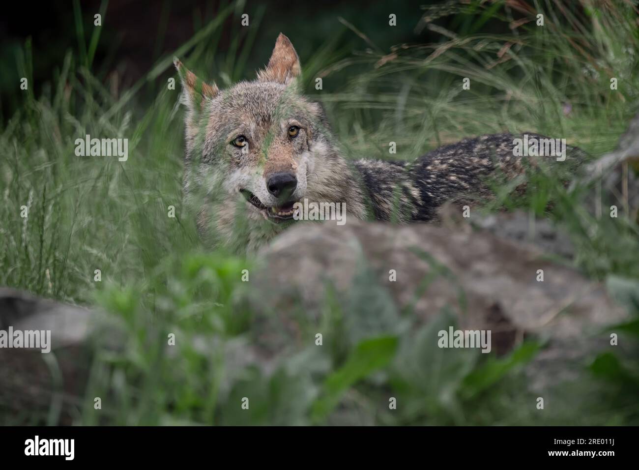 Face to face with the Italian wolf (Canis lupus italicus Stock Photo ...