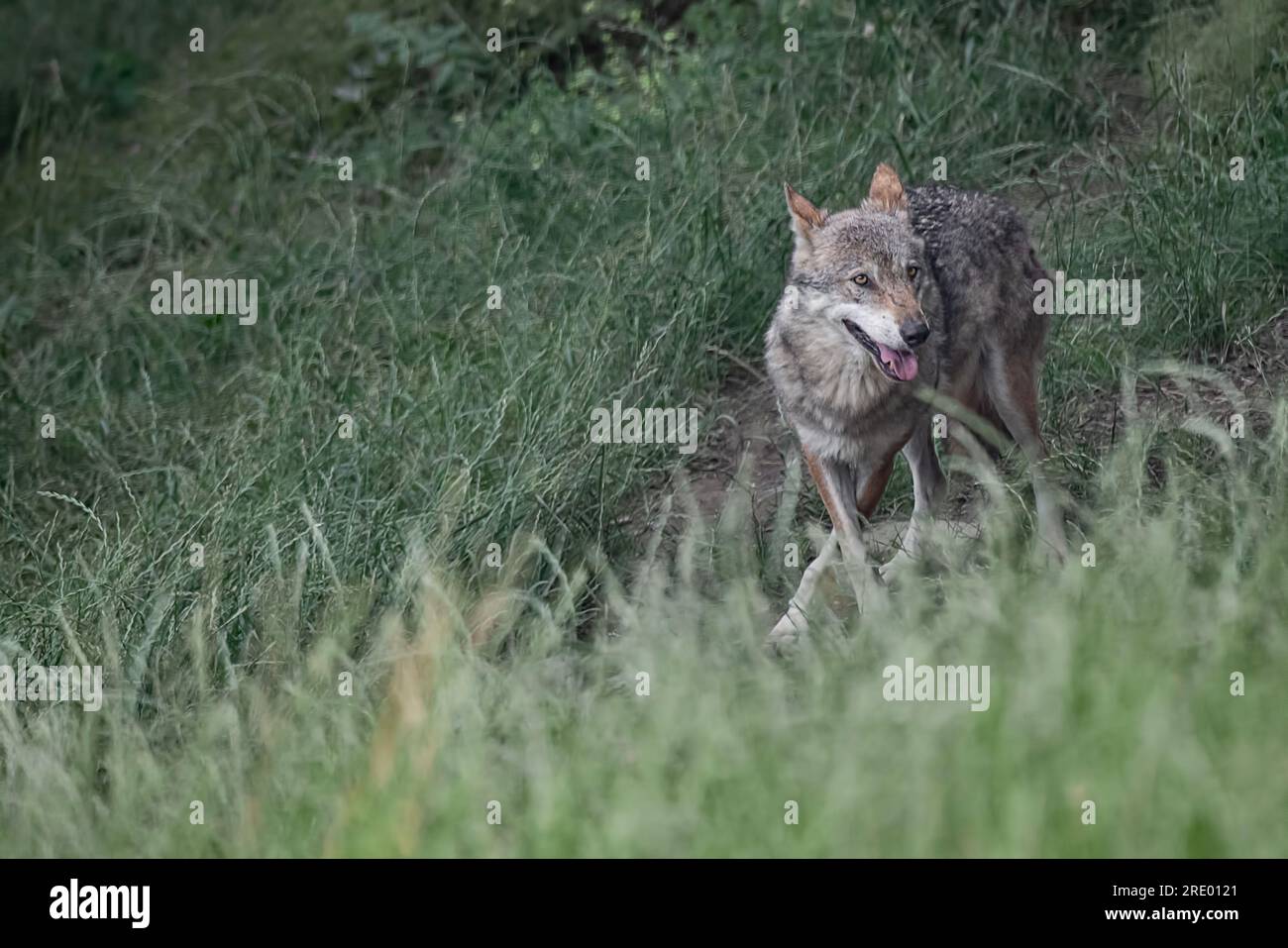 A legendary predator, the Italian wolf at twilight (Canis lupus ...