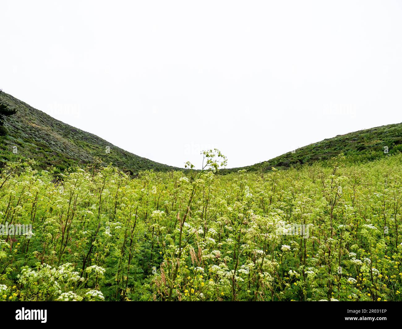 Green field of white wildflowers on clear sky day Stock Photo - Alamy