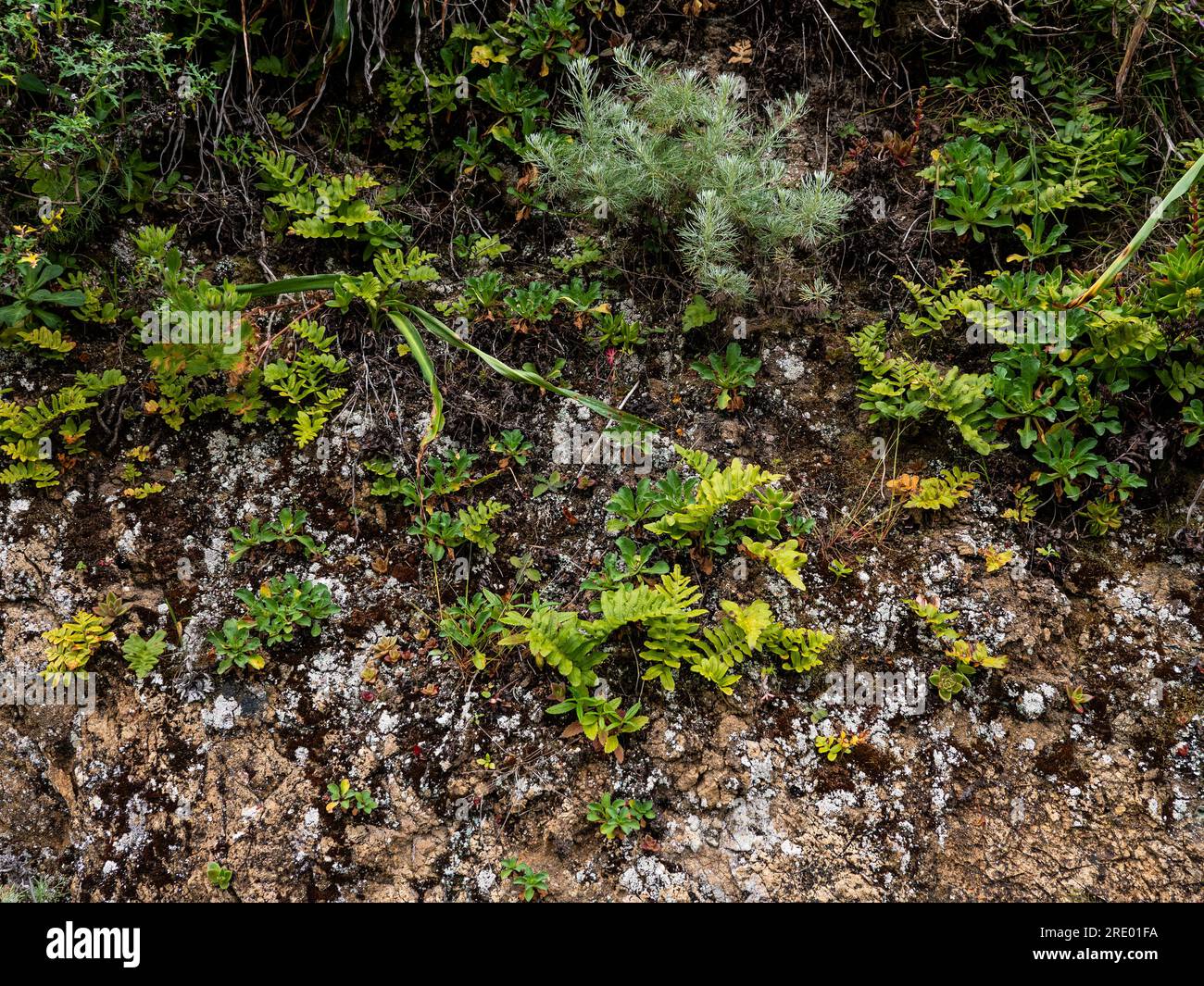 Plants cling to life on hillside Stock Photo - Alamy