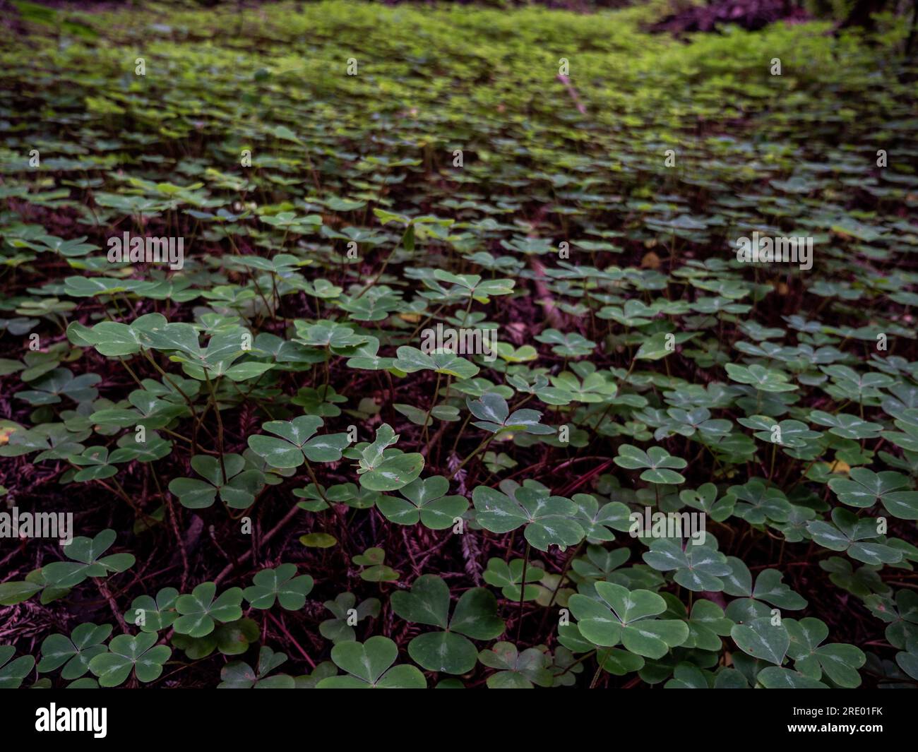 Cascading field of clovers Stock Photo - Alamy