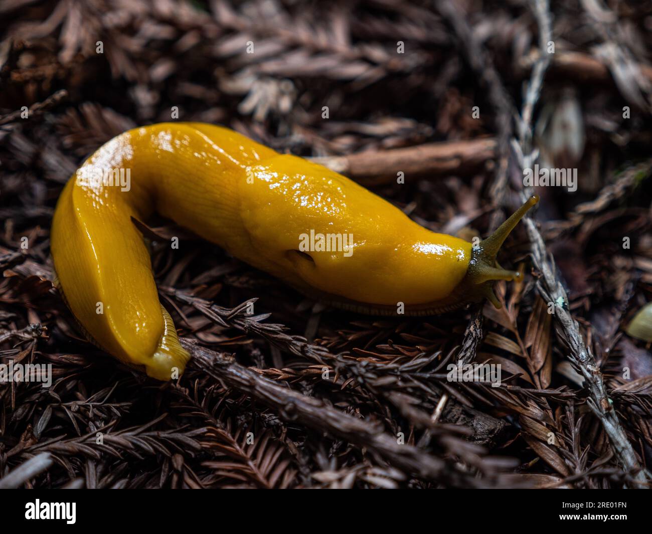Close up of Banana Slug on forest floor Stock Photo - Alamy