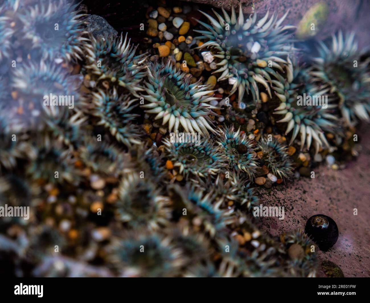 Sea anemone in tidepool hi-res stock photography and images - Alamy