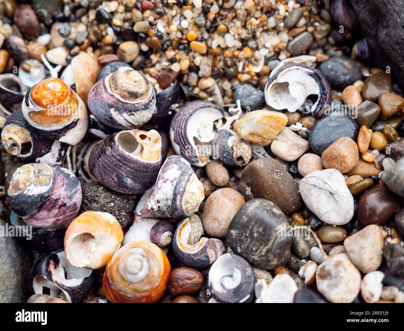Cluster of seashells and stones Stock Photo - Alamy