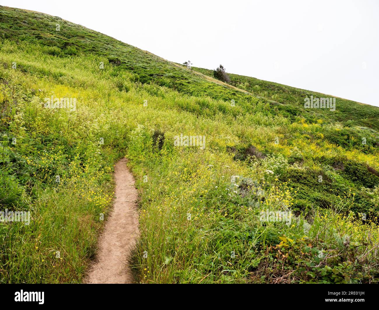 Small trail disappears into wildflower covered hillside Stock Photo - Alamy