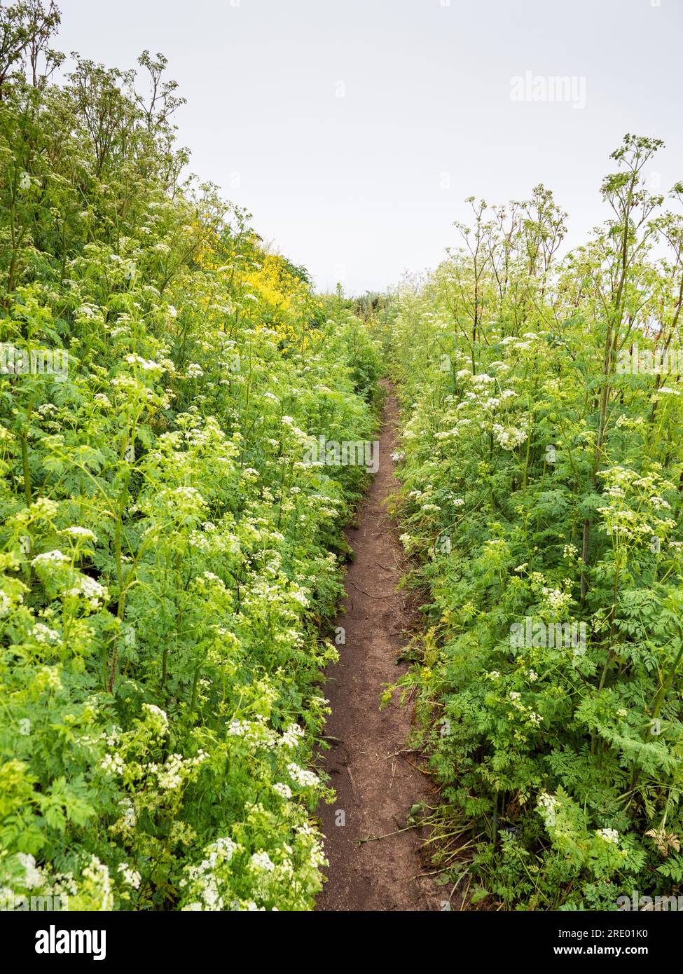 Small trail overgrown with wildflowers Stock Photo - Alamy