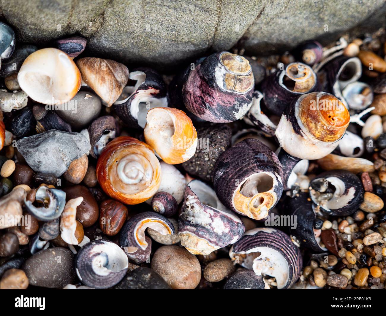 Different sea ocean shells hi-res stock photography and images - Alamy