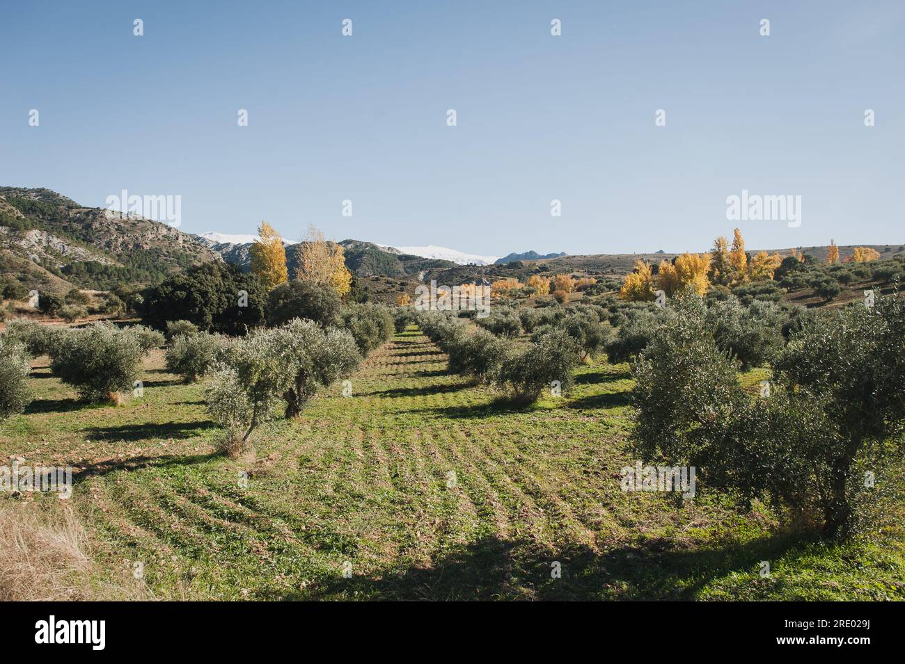 Spanish Olive Tree Orchard in Spring in Mountains Stock Photo - Alamy