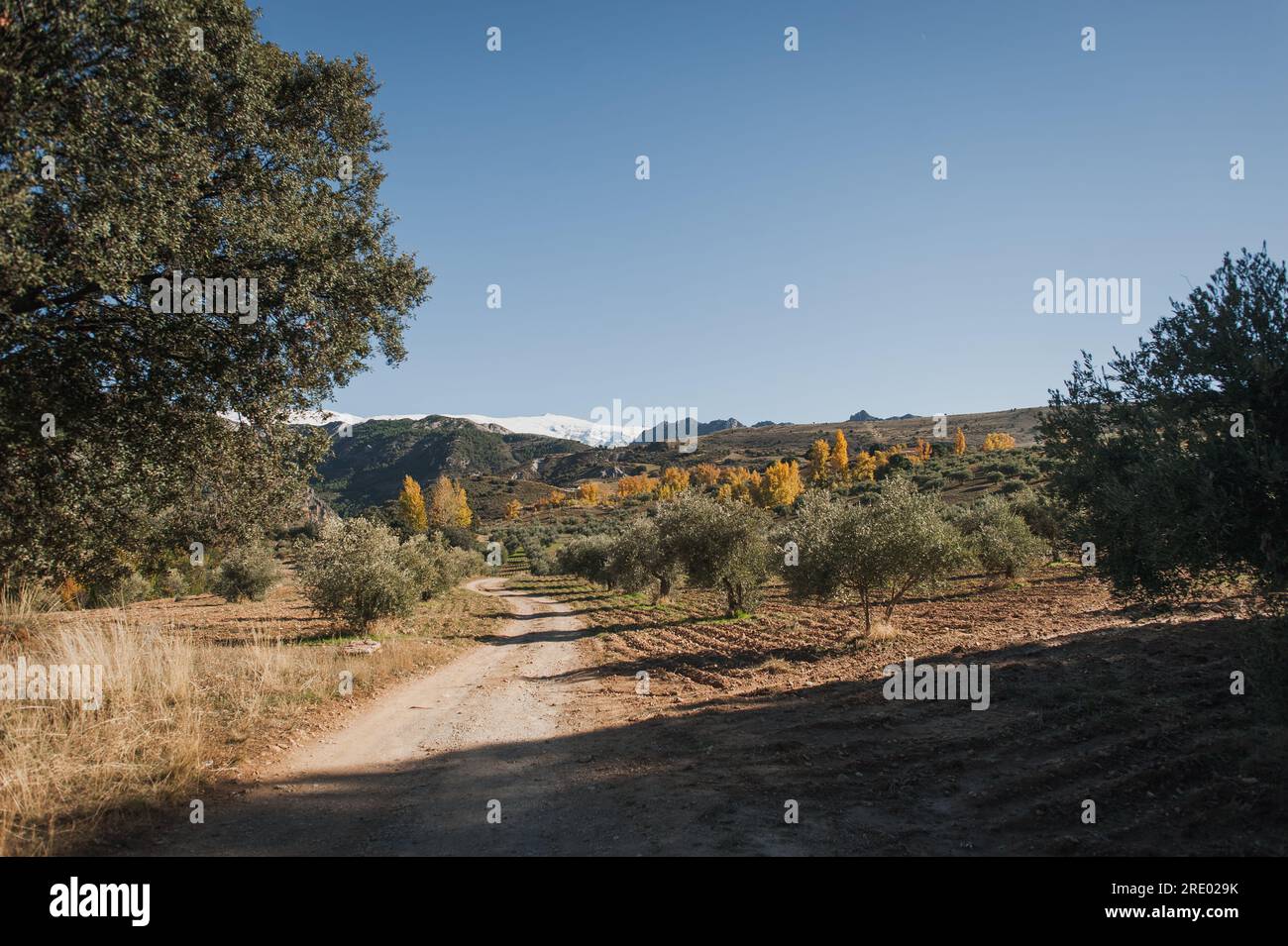 Spanish Olive Tree Orchard in Spring with snowy Mountains Stock Photo ...