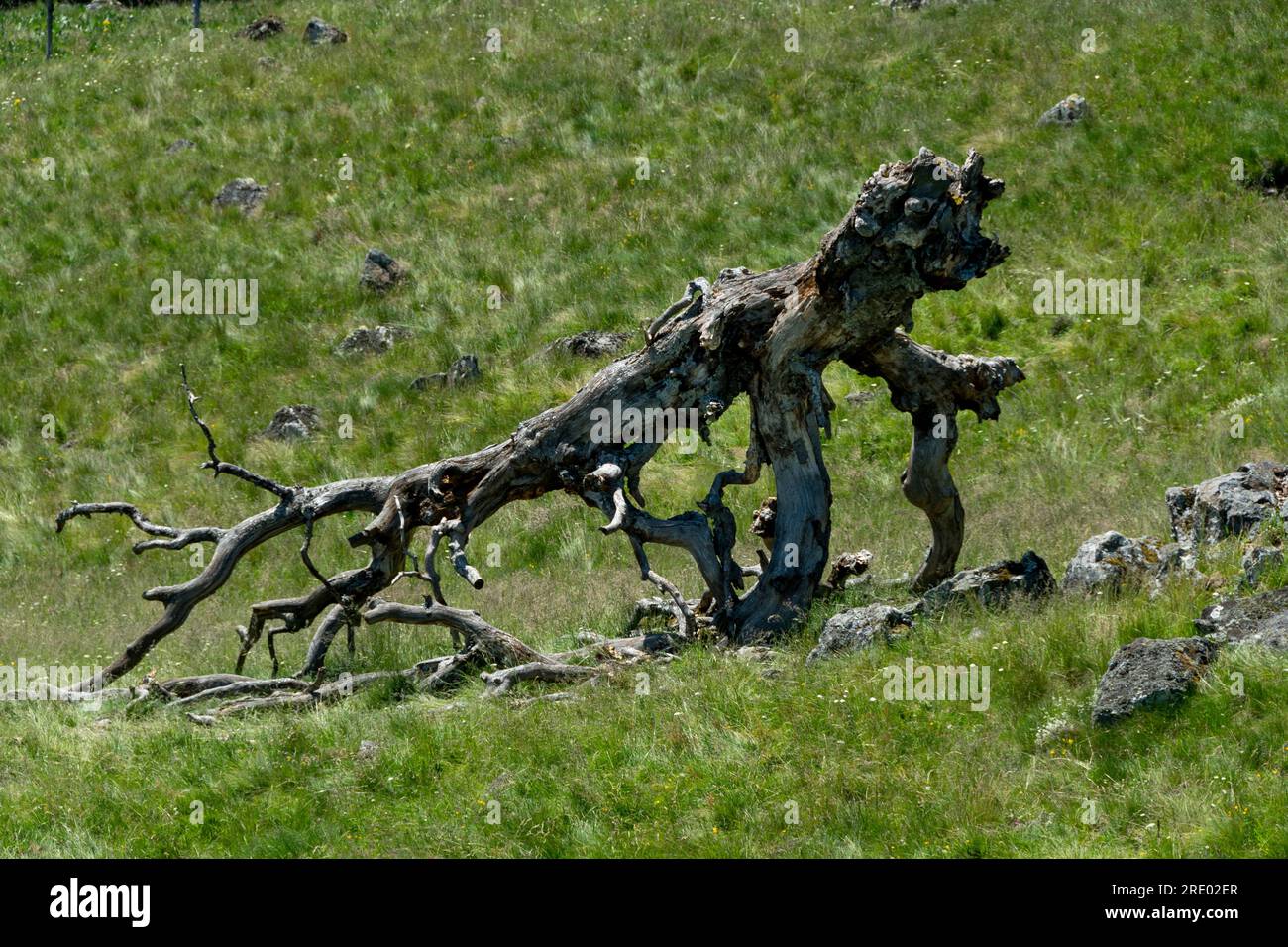 Animal shaped dead tree. France Stock Photo - Alamy