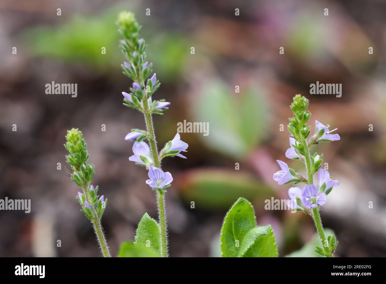 Gypsyweed flower hi-res stock photography and images - Alamy