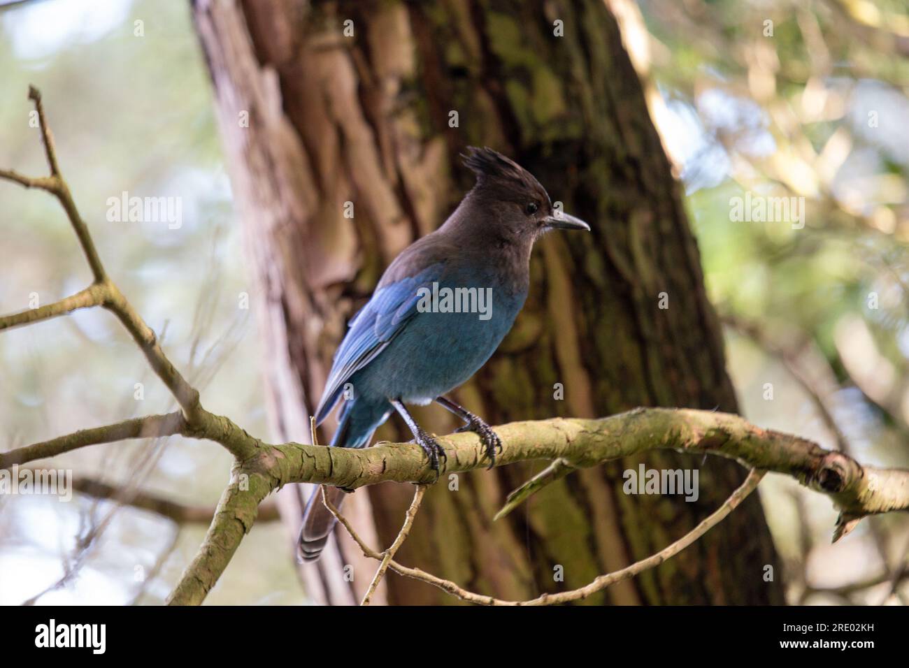 Steller's Jay, native to western North America, is a striking bird ...